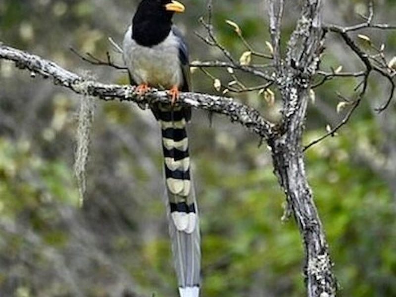 Bhutan Birding and Festival Tour | Rare Birds in Bhutan & Festivals